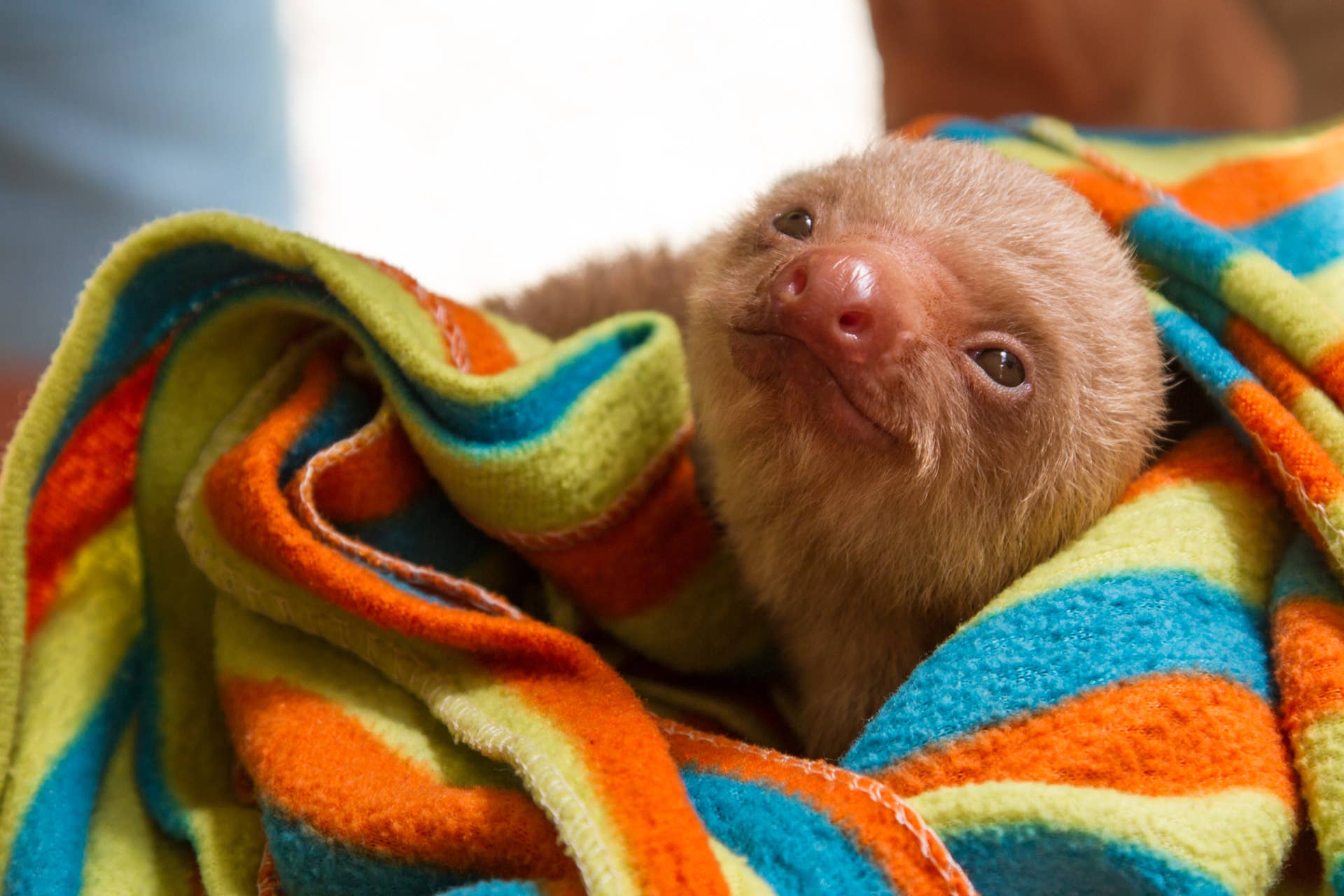 Video of Wildlife Rescue Reuniting Baby Sloth With Mom Tugs at the ...