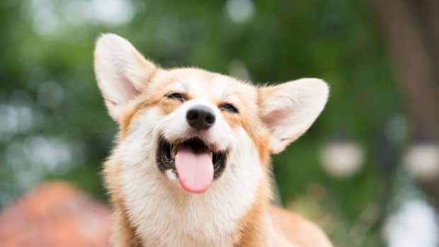 Corgi's Impressive Dance Moves Should Earn Him a Spot on 'Dancing with ...