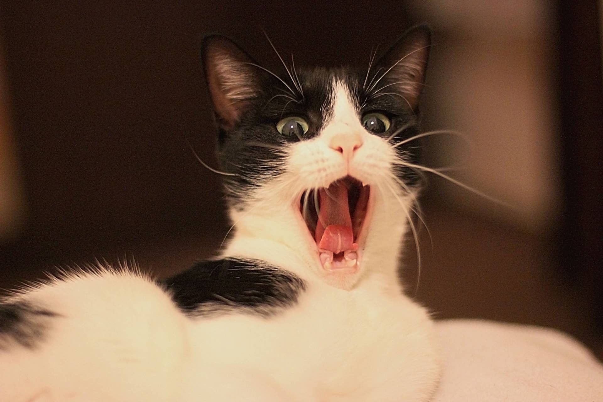 5-Legged Cat Makes Her TikTok Debut and People Are Enchanted - PetHelpful