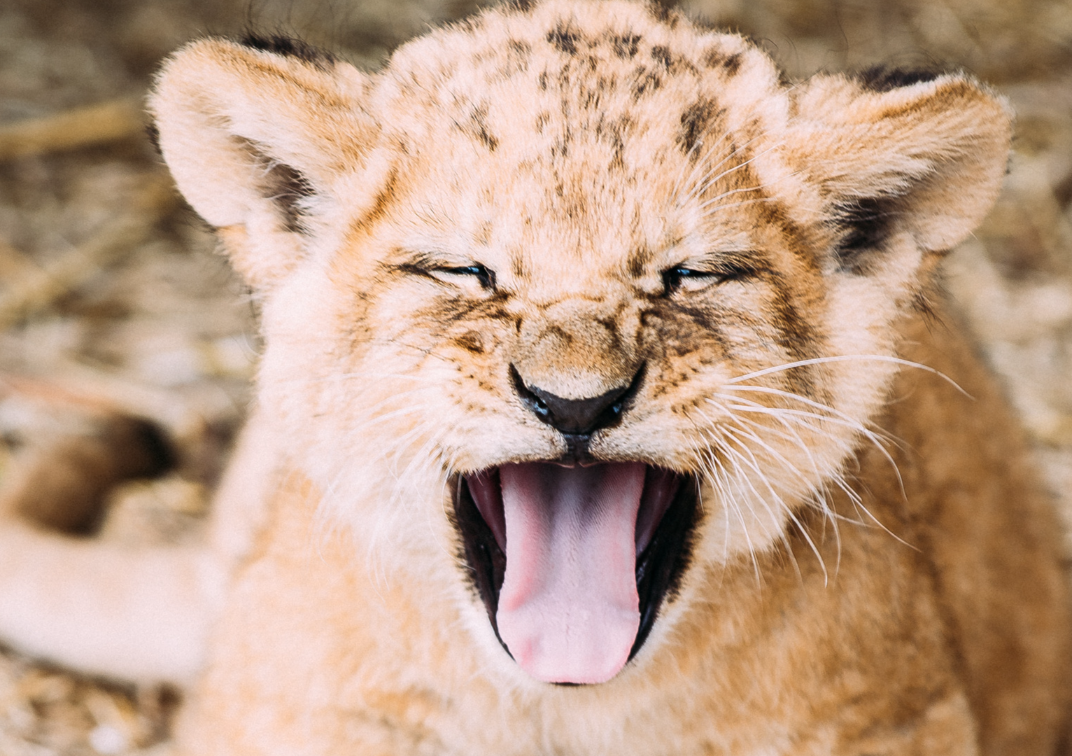 Tiny Lion Cub Practices Their Roar and Delights Tourists in Tanzania ...