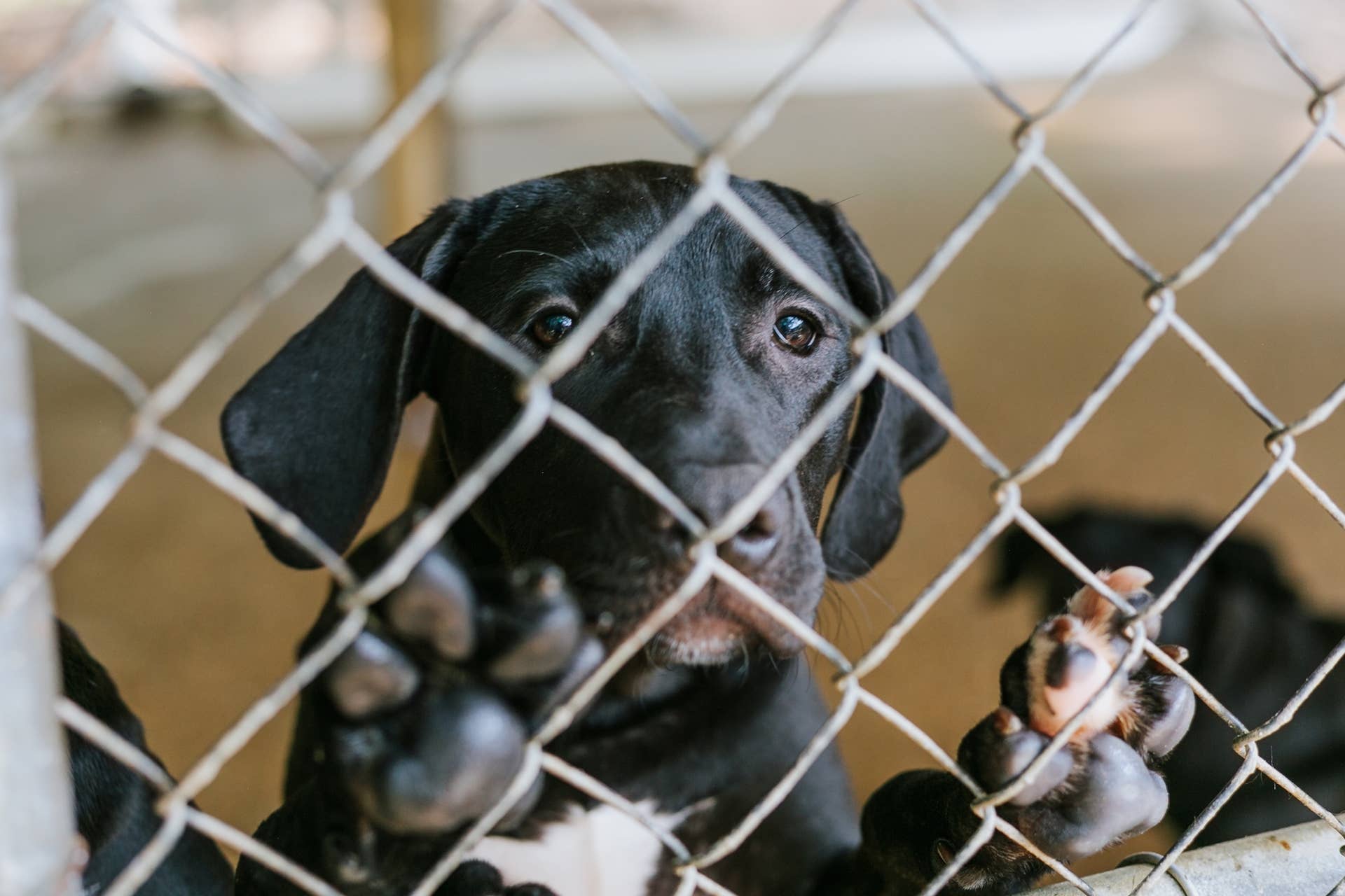 5 Long-Term Shelter Dogs to Adopt for National Dog Day - PetHelpful