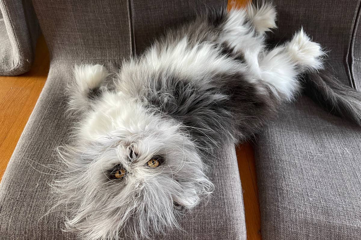 Rare 'Galaxy Kitty' Has Condition Which Gives Him a Starry Coat ...