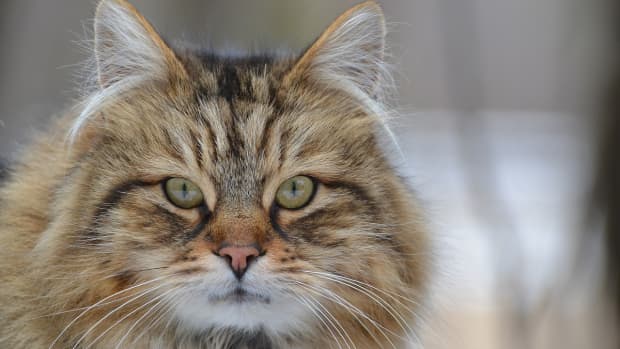 Connecticut Shelter Cat Keeps Going Above and Beyond to Get Adopters to ...