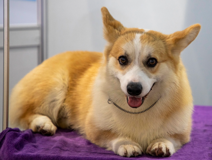 Grieving Dog Dad Shares News of Unexpected Passing of Internet-Famous ...