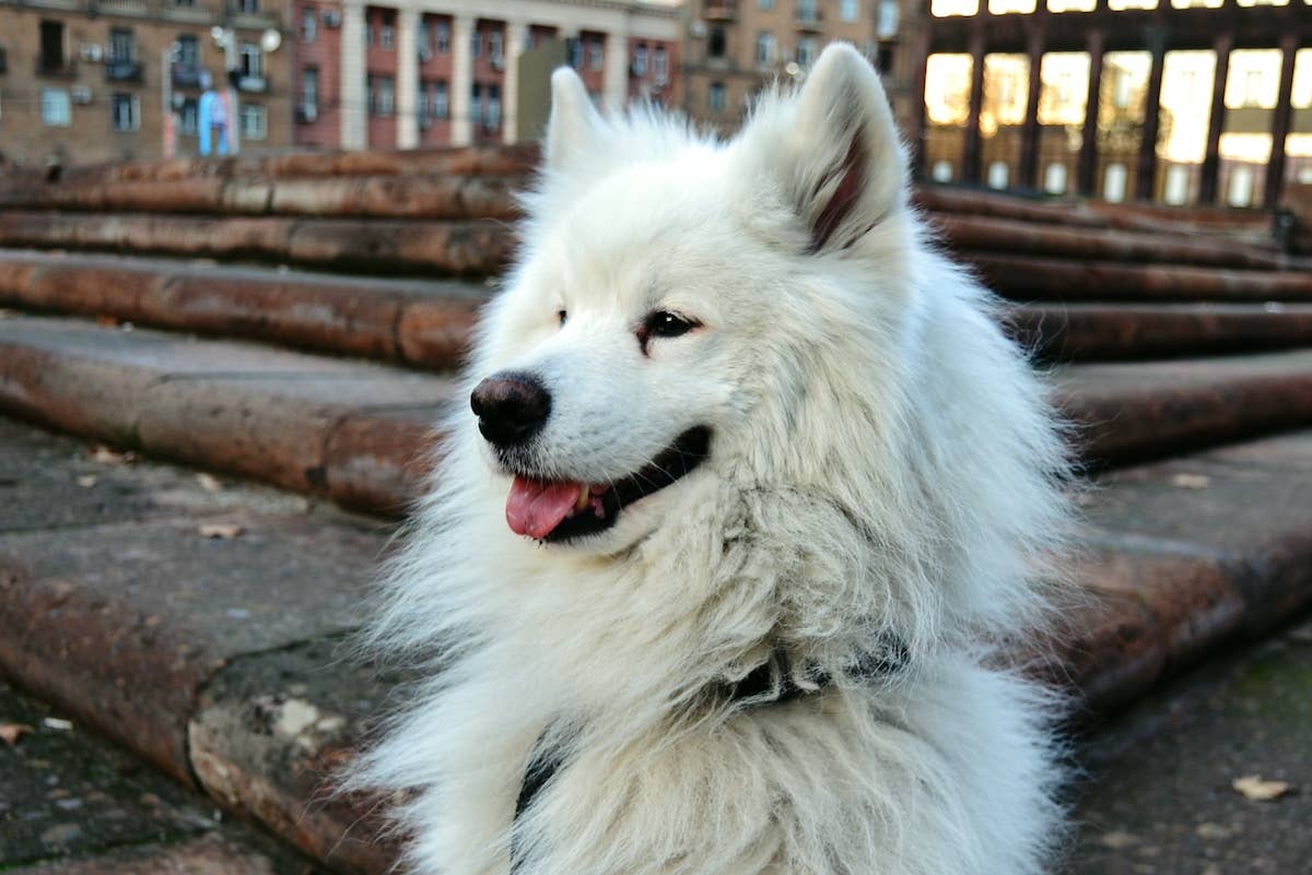 Gigantic Samoyed Gives New Meaning to the Term 'Sheep Dog' - PetHelpful ...