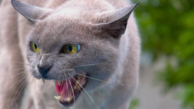 Rehoming a Dog: When It's Time and How to Do It Responsibly - PetHelpful