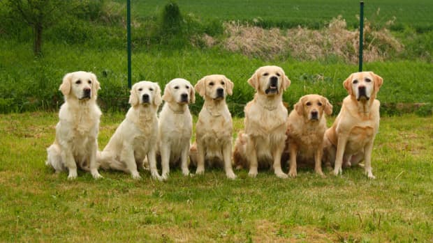 How Do I Use the Moxi-Doxy Method for Heartworms? - PetHelpful