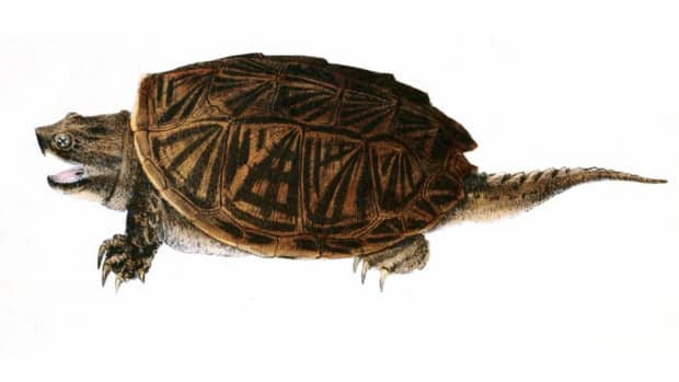 Turtle Care 101: How to Take Care of a Turtle - PetHelpful