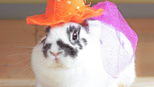 Cat Loves Last Year’s Halloween Costume So Much He Wears It Everyday ...