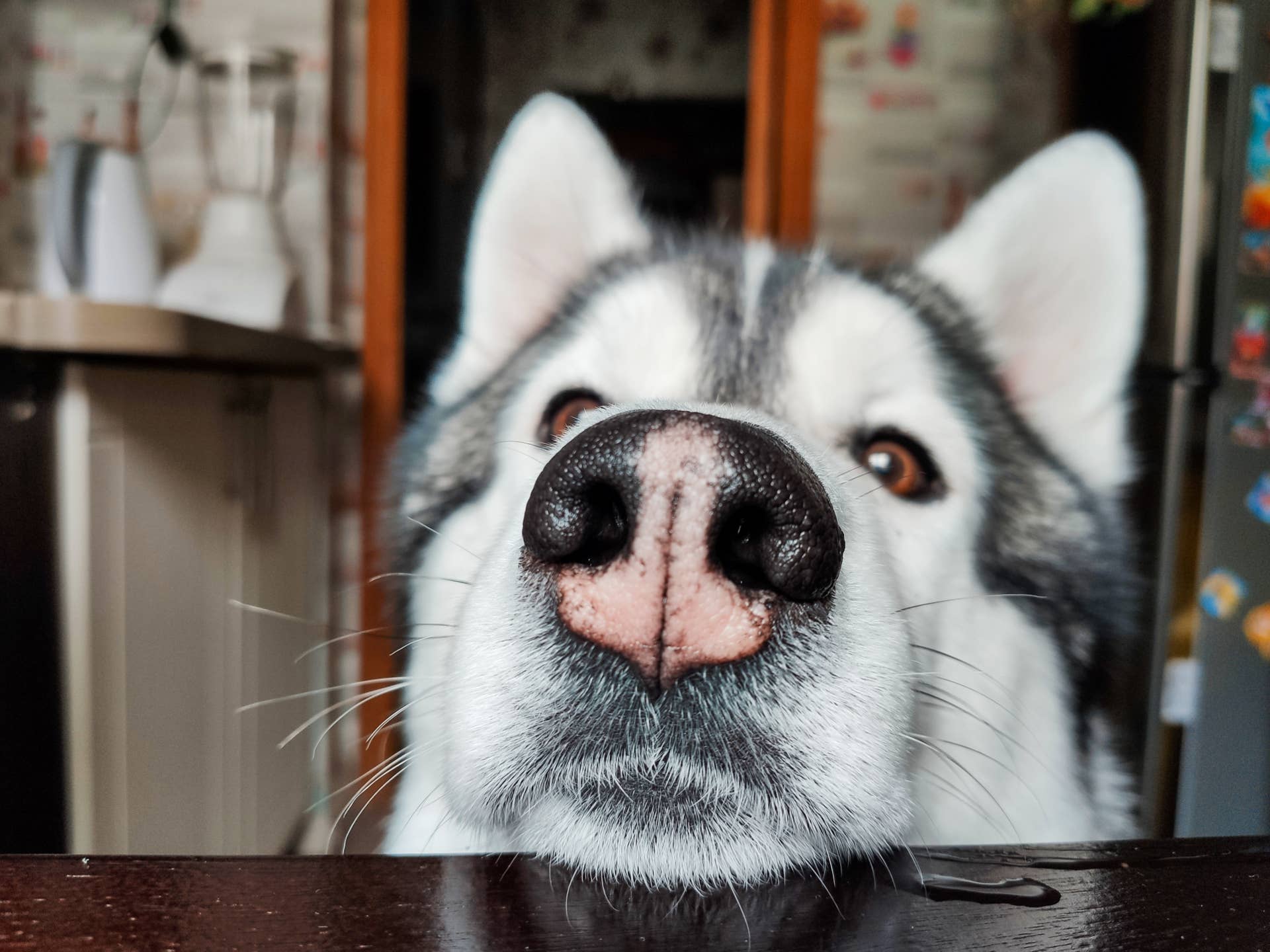 Husky Helps Mom Make a Dog-Friendly Pumpkin Pie Just in Time for ...