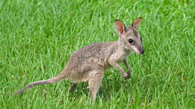 San Antonio Zoo Shares Video of Precious Baby Kangaroo Popping Out to ...