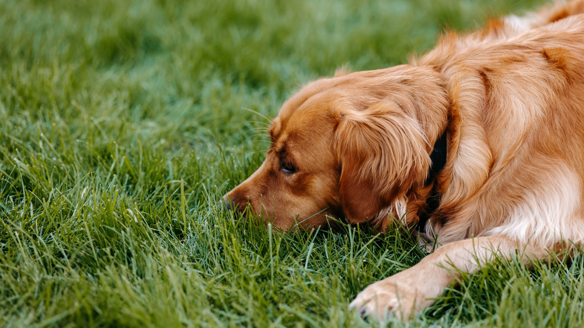 Golden Retriever Cries Tears of Sadness Spending His Last Day at Disney ...