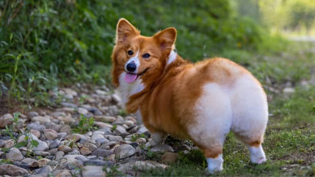 Mom Cracks Up After Finding Where Missing Corgi Went in the Middle of ...
