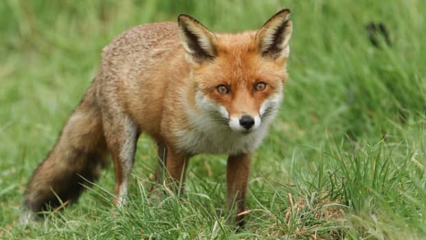 Red Fox's Attitude After Owner 'Offended' Her Is Hilarious and ...