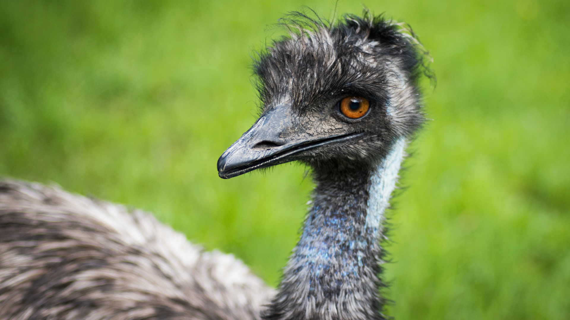 Emu Can't Contain His Excitement Over Rescue Piglet and It's Precious ...