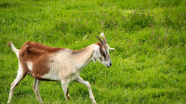 Goat Sweetly Smiles for the Camera in Video We Can't Resist ...
