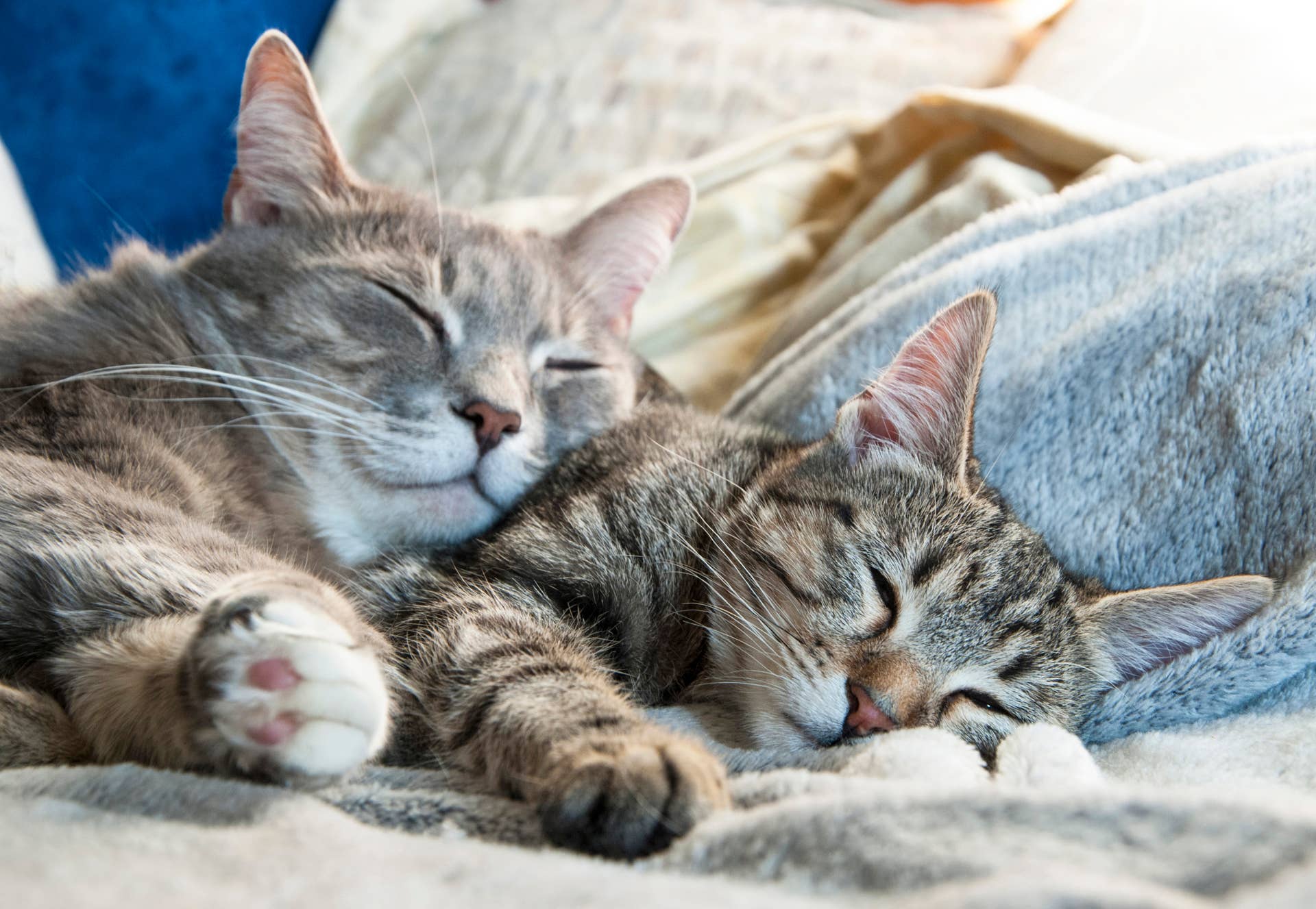 Sweet Story of Cats ‘Falling in Love’ Reads Like a Movie Script ...