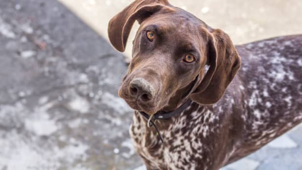 Dog Trainer Explains Why Dogs Stare at Their Humans - PetHelpful