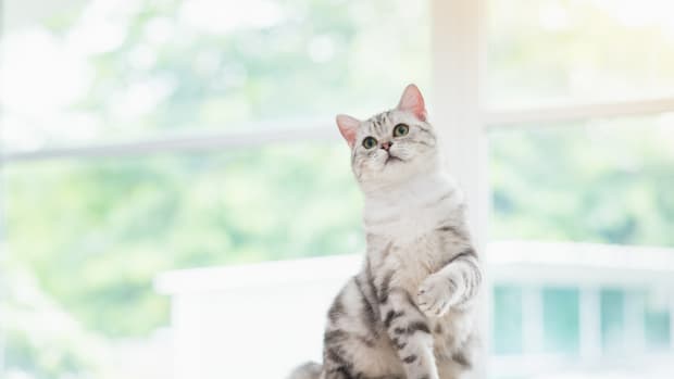 Cat's 'Intrigued' Reaction to New Netflix Documentary About Cats Is on ...