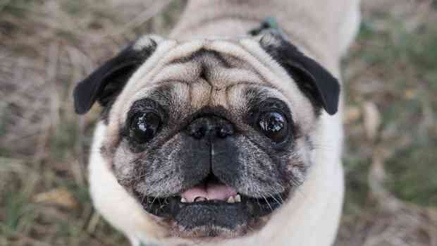 Video of Senior Pug 'Patiently Waiting' for His Breakfast Has Us ...