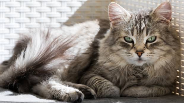 Grouchy Cat’s Adorable Leaps Immediately Go Viral - PetHelpful