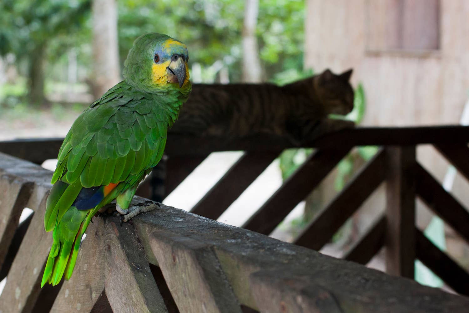 Video of Parrot 'Hatching an Escape Plan' with the Cat Is a Total ...