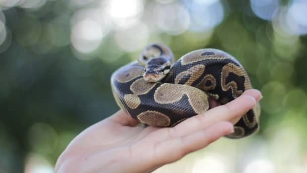 5 Pet Snakes That Are Ideal for Beginners - PetHelpful