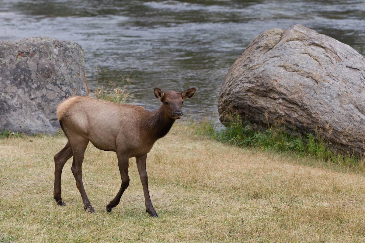Elk Take Over Neighborhood Lawns in Colorado and It’s a Sight To Behold ...