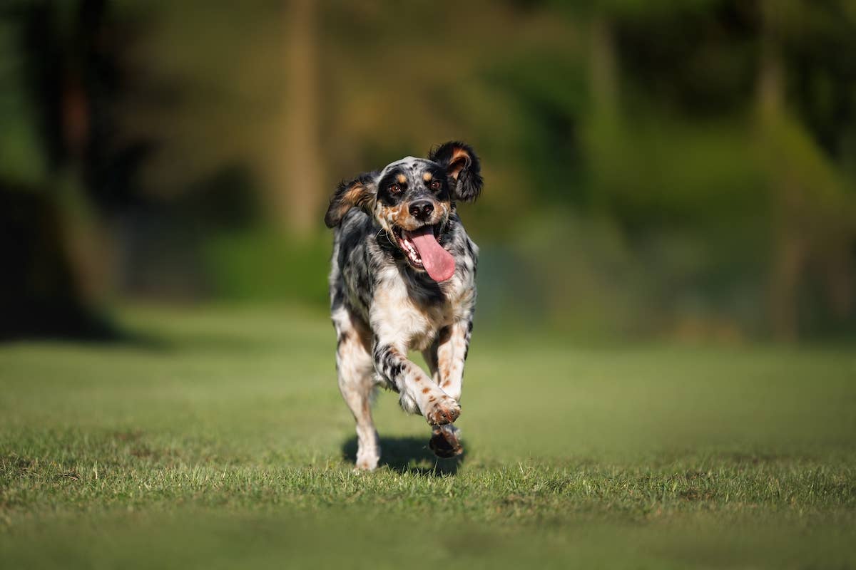Why Do Dogs Get the Zoomies? - PetHelpful News
