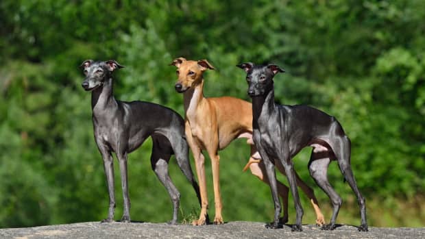Fashionable Italian Greyhounds Are Absolute Style Goals - PetHelpful