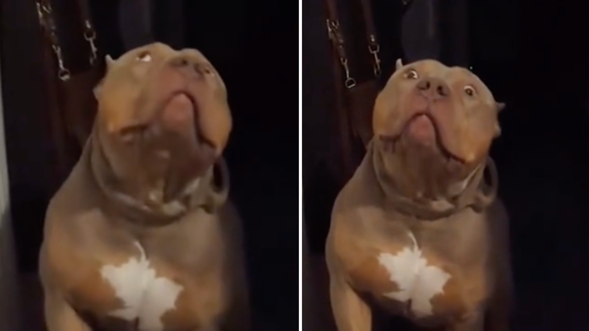 Video of Pit Bulls Enjoying a Good Sunbathing Session Is Going Viral ...