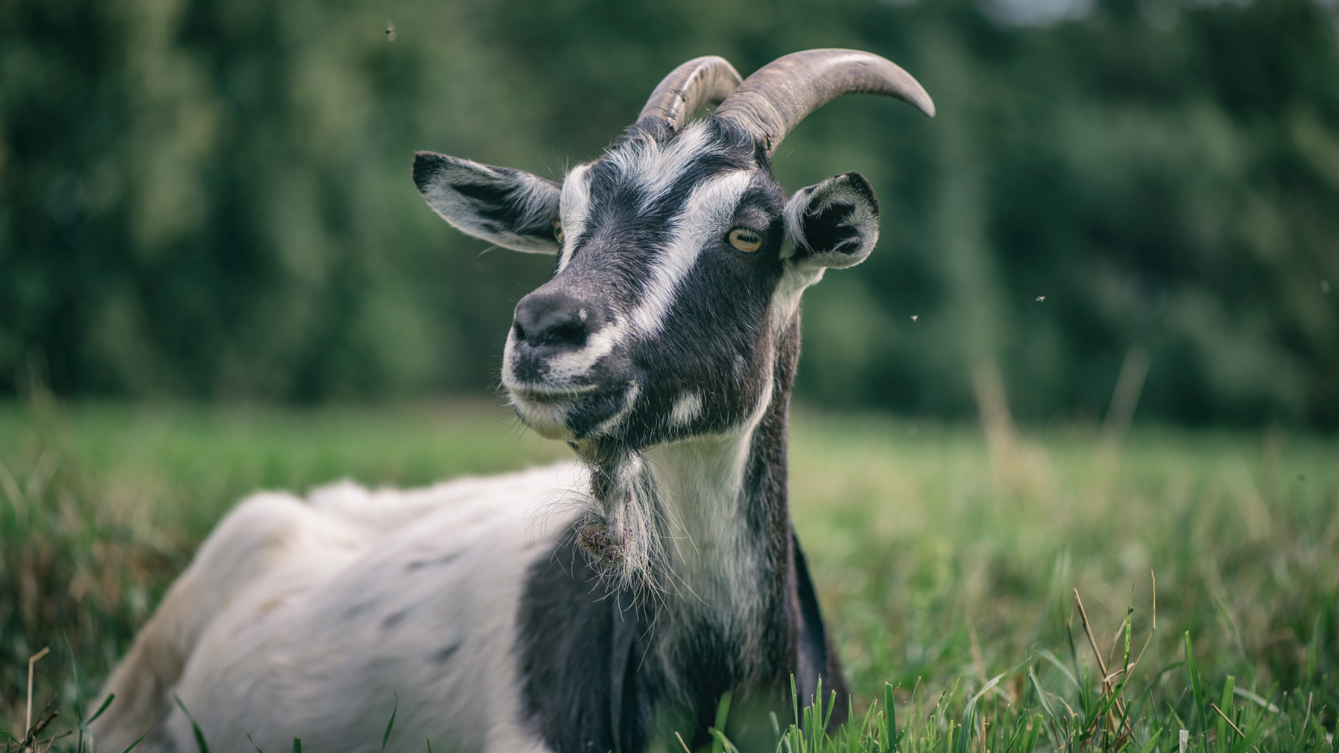Baby Farm Goats Having a Pajama Party Is the Gift That Keeps on Giving ...