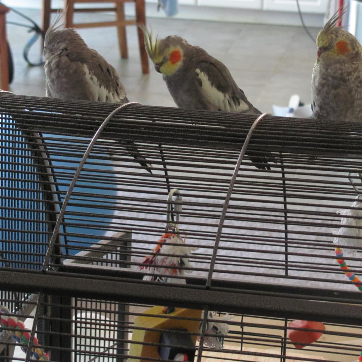 Cockatiel cage store