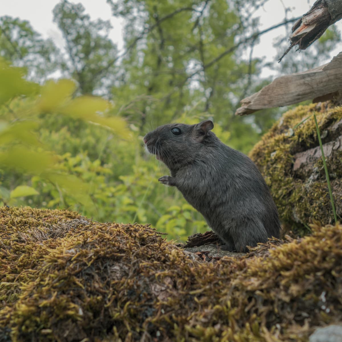 9 Things to Consider When Buying a Gerbil PetHelpful
