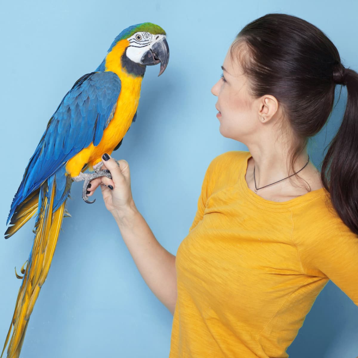 Buy a parrot store