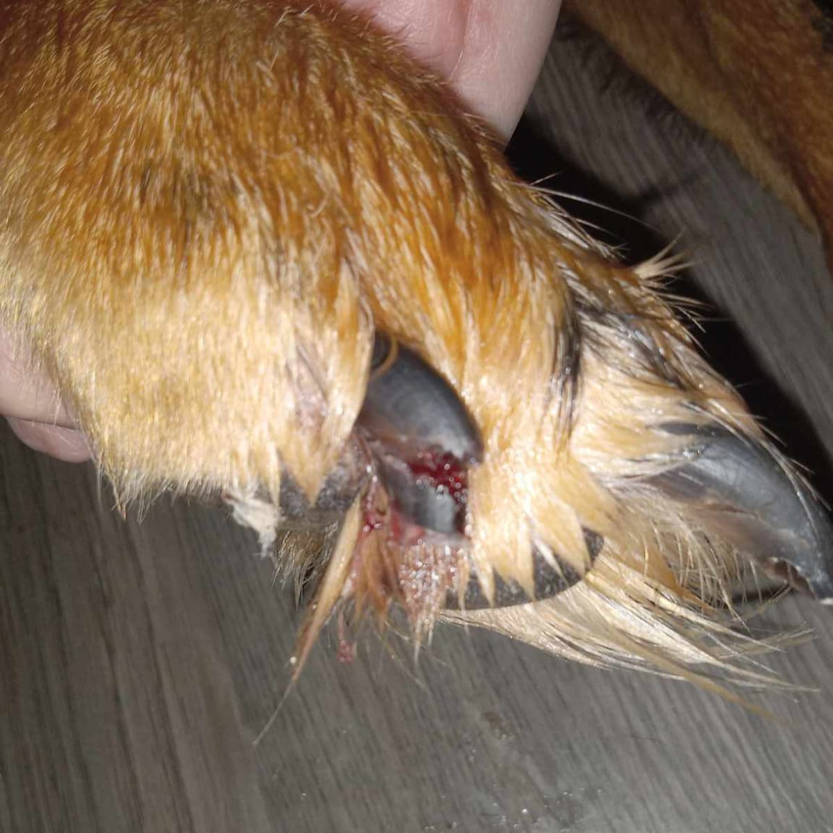 Dog split nail store