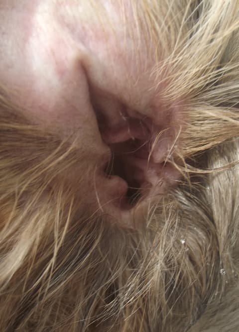 Why Does My Dog's Ear Infection Keep Coming Back? - PetHelpful