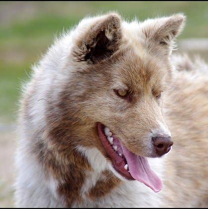 The Best Large Dog Breeds From Canada - PetHelpful