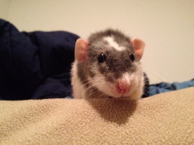 Top 10 Reasons to Have Rats as Pets - PetHelpful