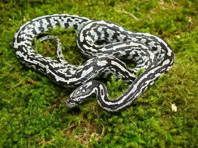 Best Pet Snake Species for Children and Beginners - PetHelpful