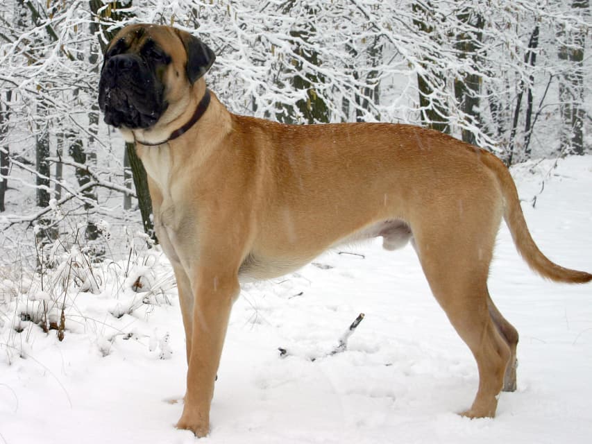 10 Awesome Guard Dog Breeds That Do Not Shed Much - PetHelpful