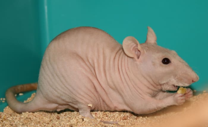 Hairless rat store