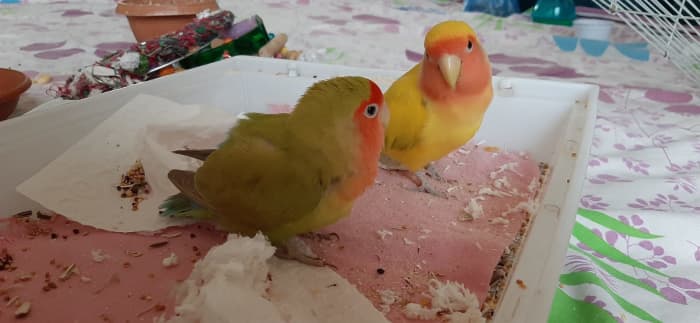 Nesting Behavior in Lovebirds PetHelpful