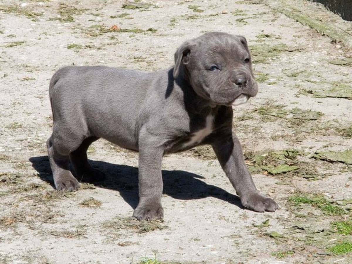 The Cane Corso Breed A Great Dog for a Life of Solitude PetHelpful