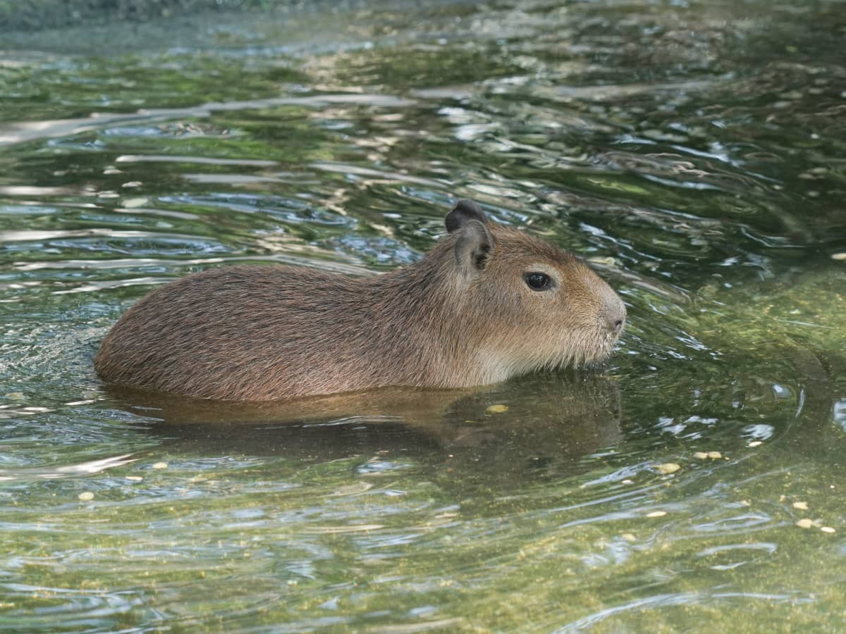 Capybara Swims Hotsell | emergencydentistry.com