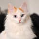 7+ Bicolor Pattern Variations in Cats (And Why They Occur) - PetHelpful