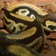 14 Species of Boas and Pythons: Amazing Constricting Snakes - PetHelpful