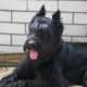 10 Awesome Guard Dog Breeds That Do Not Shed Much - PetHelpful