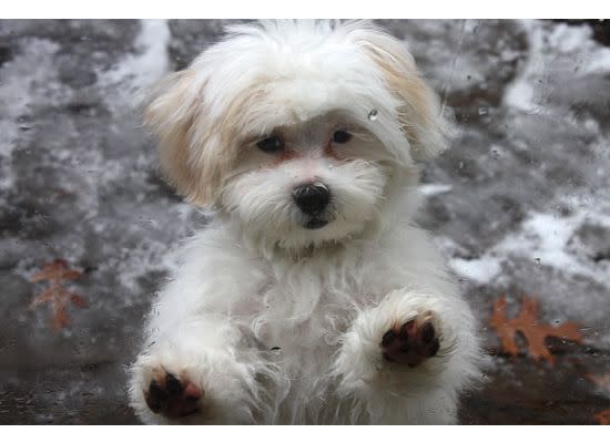 Shih Poo Puppy Grooming How to Care for Your Poodle Mix Puppy s Fur