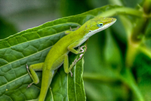 Why and How Do Lizards Regenerate Their Tails?